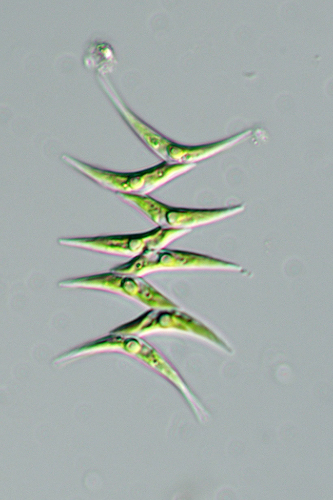 (Pectinodesmus javanensis) - Botanical Realm