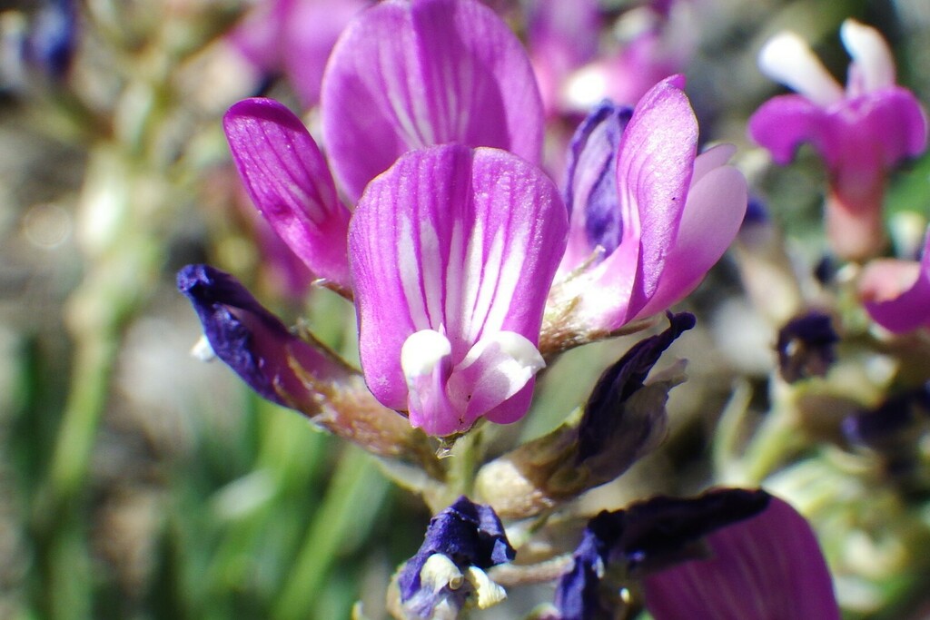 Tufted Milkvetch (Astragalus spatulatus) - Botanical Realm