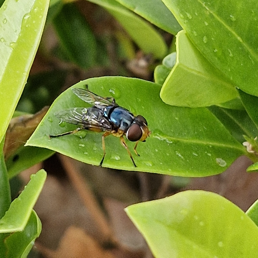 Austalis copiosa from Cranbourne VIC 3977, Australia on January 06 ...