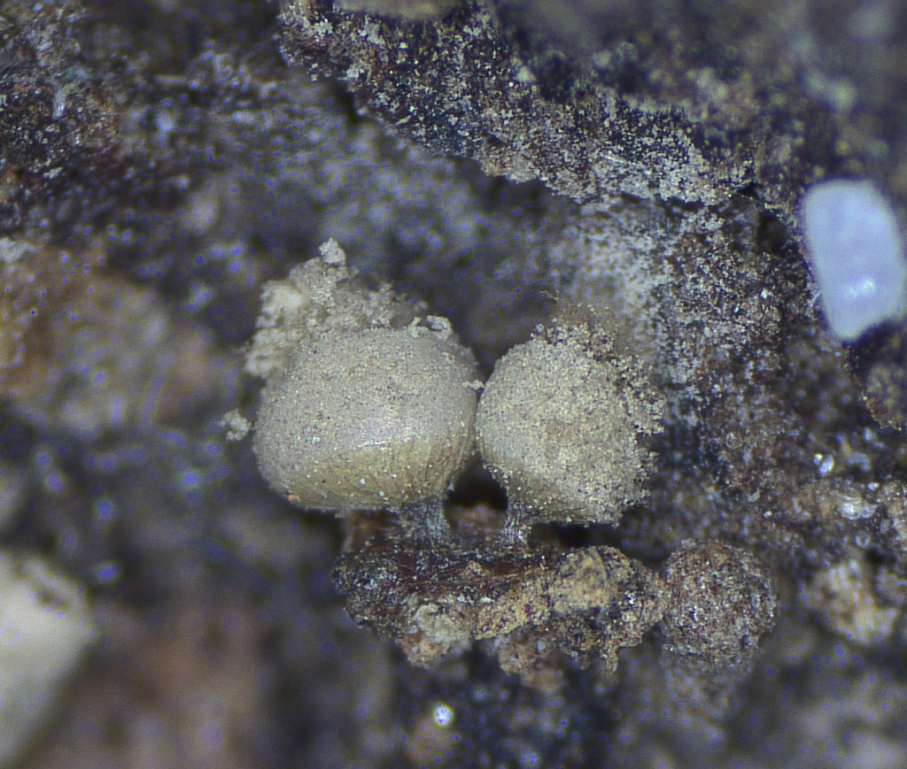 Arcyria riparia from Jandakot WA 6164, Australia on July 18, 2023 by ...