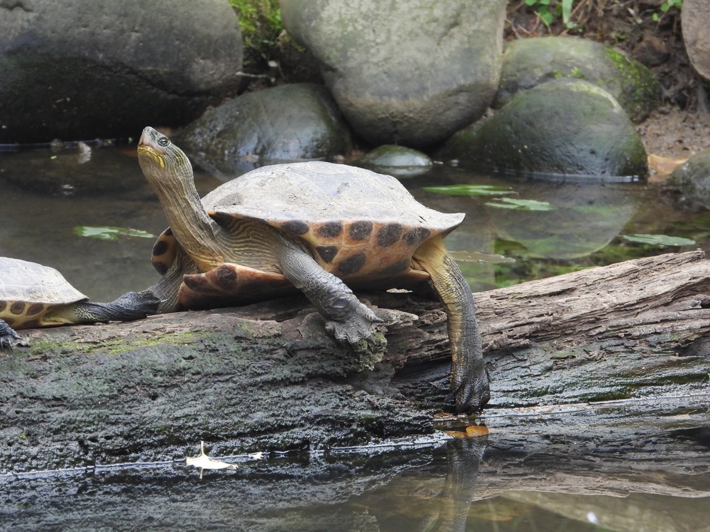Common thread turtle from 204台灣基隆市安樂區內寮里 on January 13, 2025 at 02:17 ...