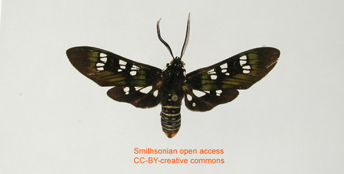 Euchlorostola anusia · iNaturalist