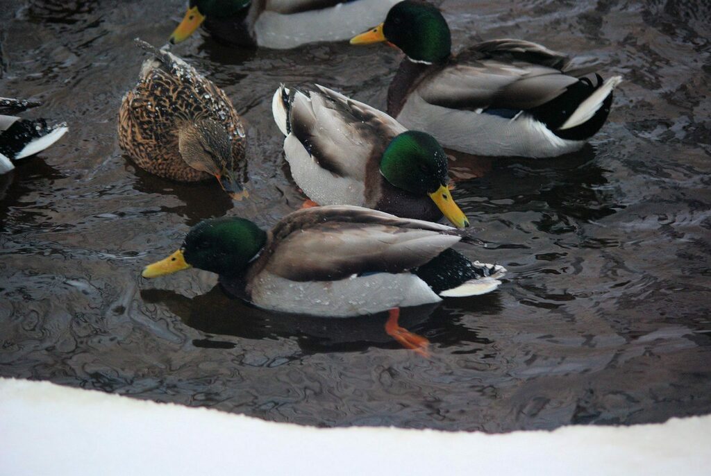 Mallard from Прионежский р-н, Респ. Карелия, Россия on January 12, 2025 ...