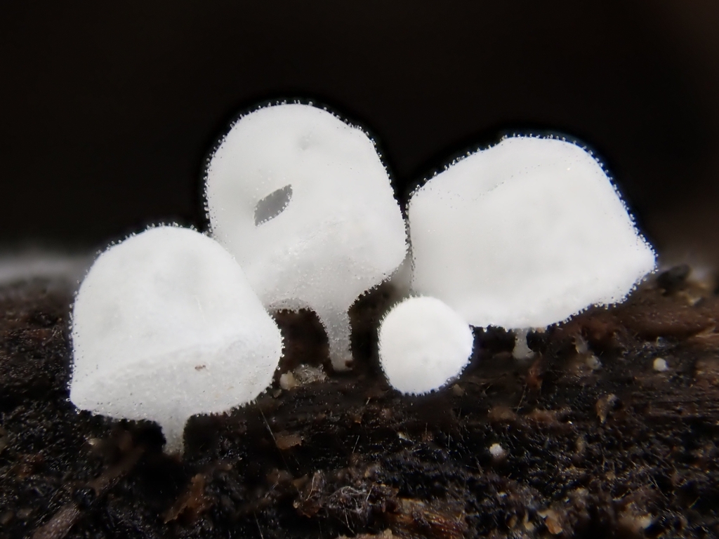 Physalacria australiensis from O'Reilly QLD 4275, Australia on January ...