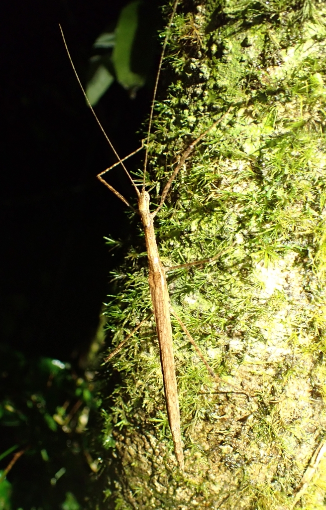 Cyclone Larry Stick Insect from Mossman Gorge QLD 4873, Australia on ...