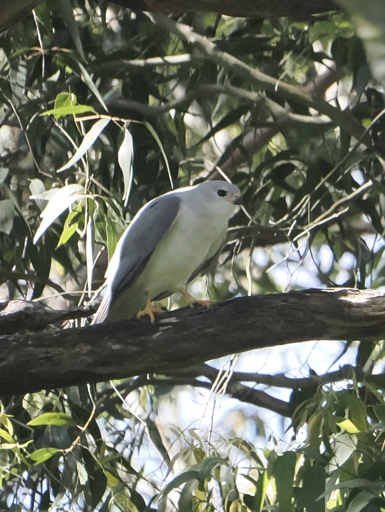 Gray Goshawk from Glenrock State Conservation Area, Merewether, NSW, AU on August 29, 2024 at 10 ...