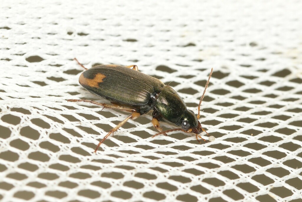 Chlaenius hamifer from Coffs Harbour NSW, Australia on January 10, 2025 ...