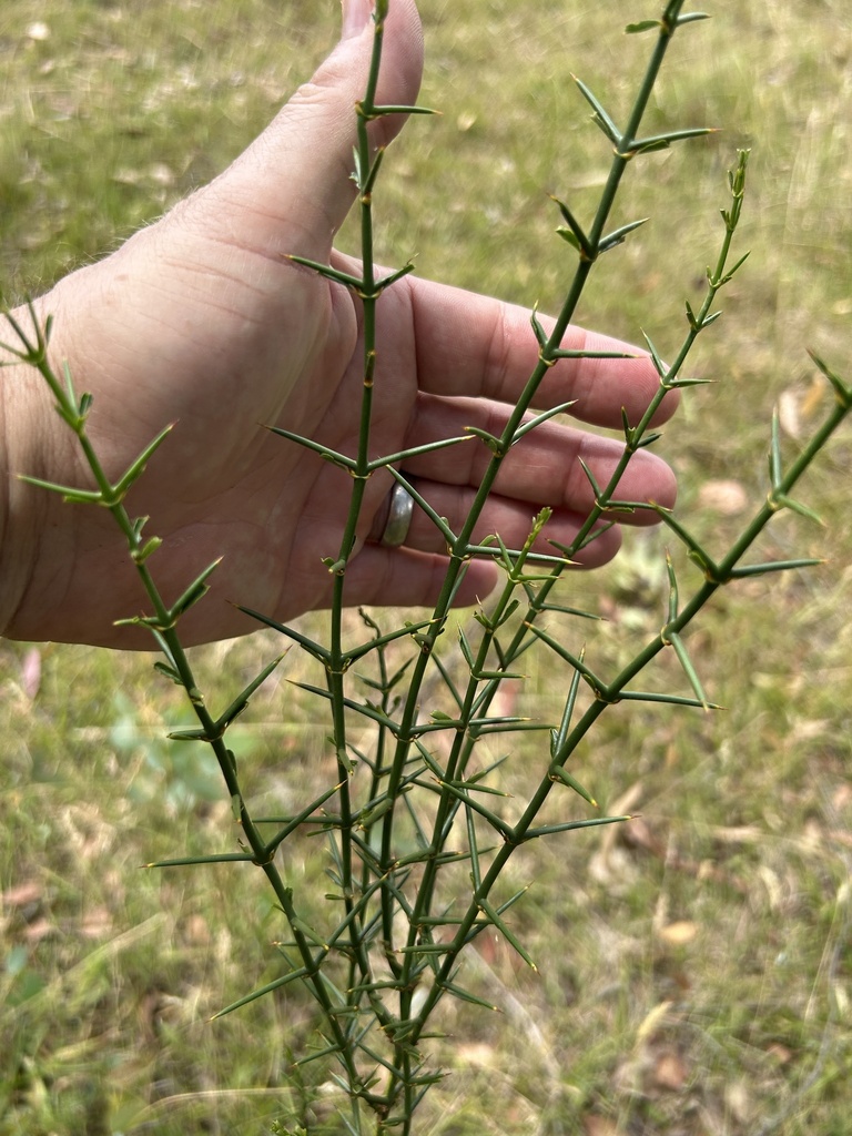 Australian anchor plant in January 2025 by Robert Humphries (Sydney ...