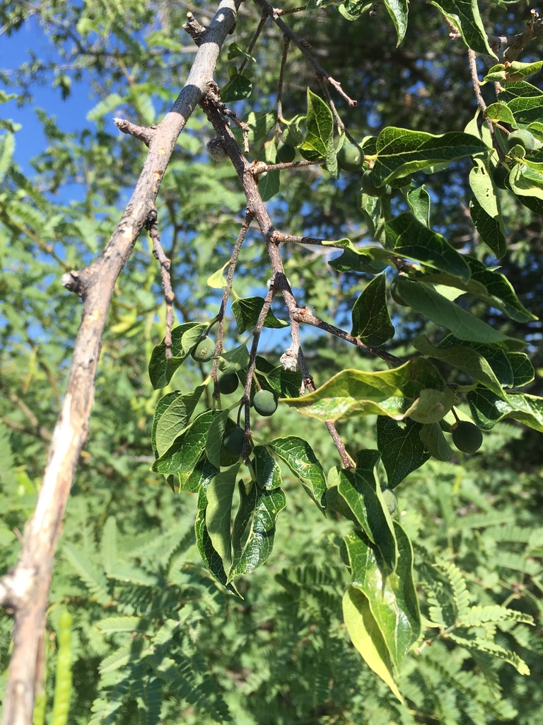 netleaf hackberry from E Empire Ranch Rd, Elgin, AZ, US on July 25 ...