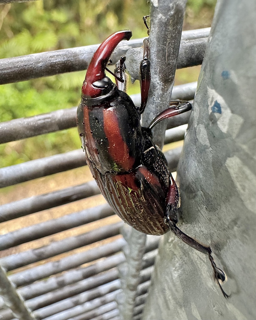 Rhynchophorini from Southern Highlands, PG on January 13, 2025 at 06:56 ...