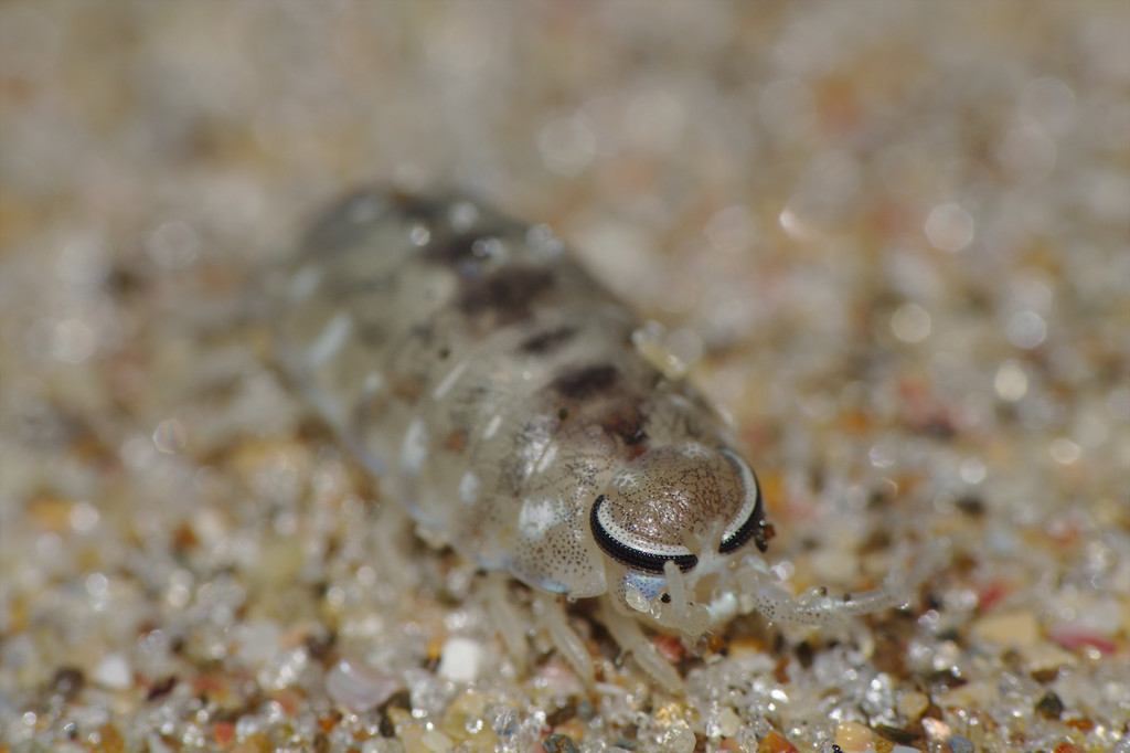 Soft Shore Isopod (Intertidal and Coastal Species of the East Coast ...