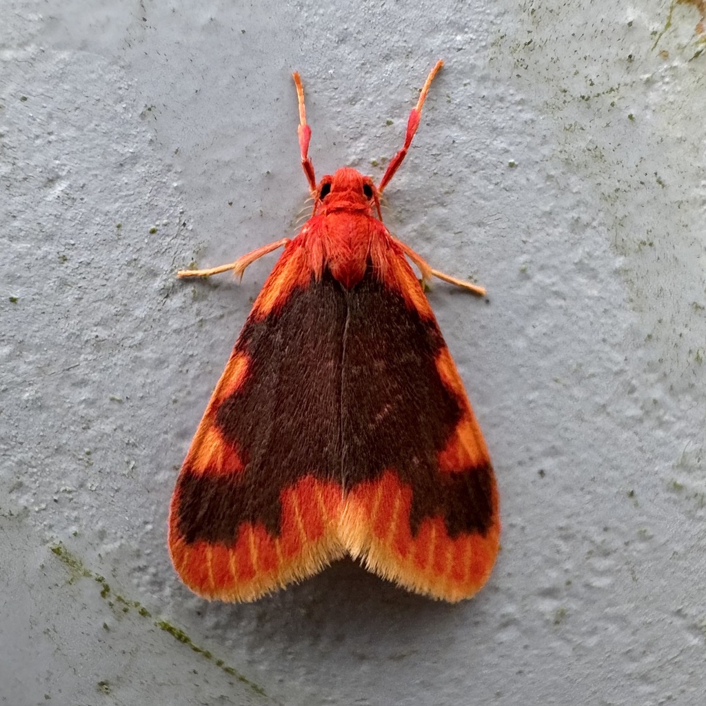 Asura rhodina from Southern Highlands, PG on January 13, 2025 at 06:46 ...