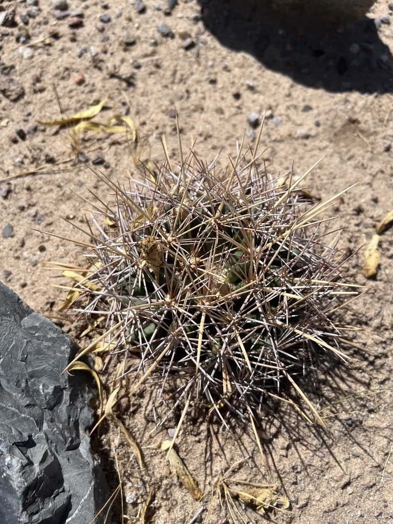 Stout Needle Mulee in October 2024 by ianmu · iNaturalist