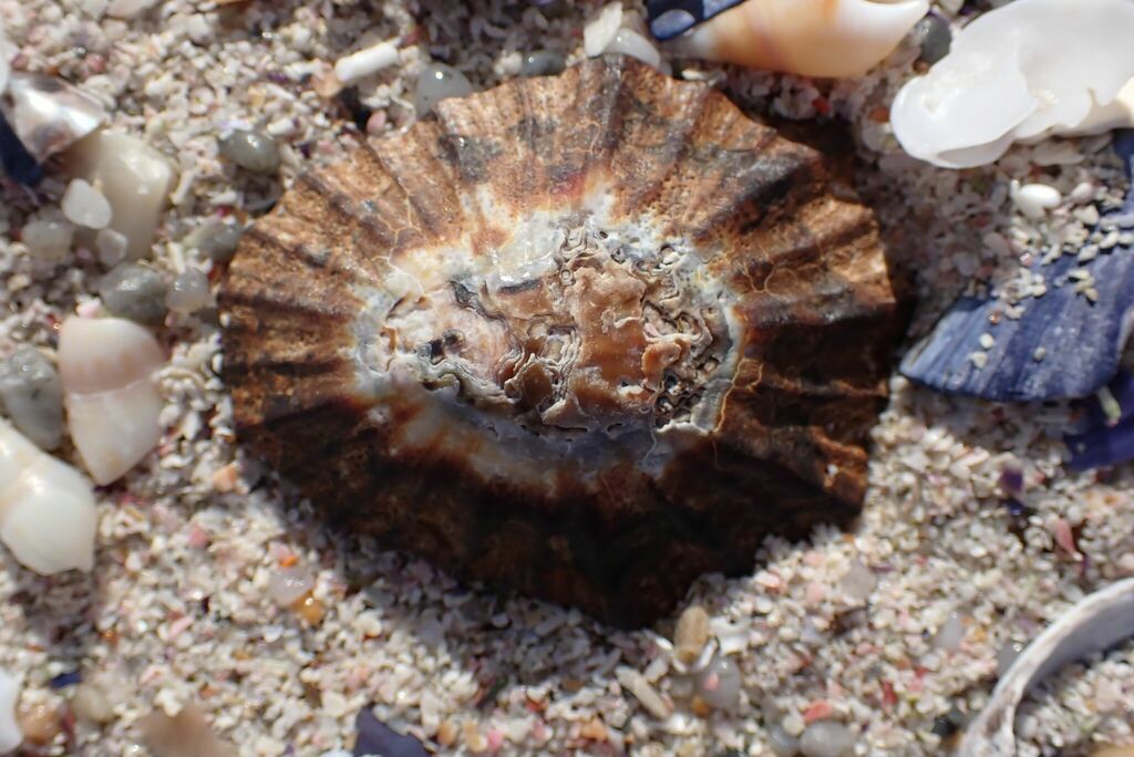 Goat Eye Limpet from Pearly Beach, 7220, South Africa on October 21 ...