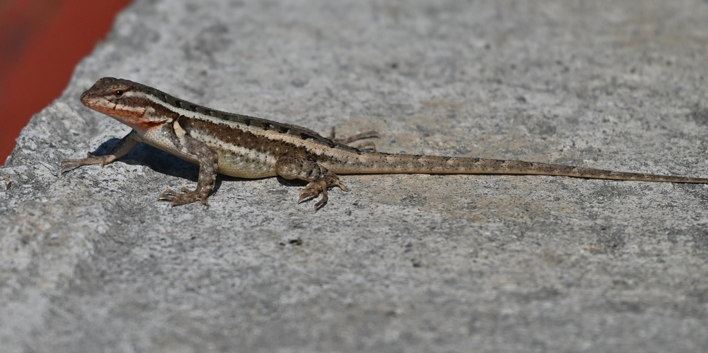 Northern Rose-bellied Lizard from Bahia Escondida, Santiago, Nuevo Leon ...