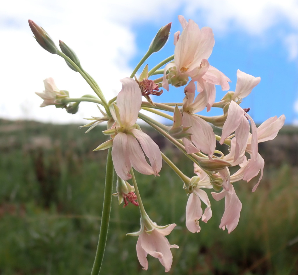 Lurid Storksbill from Golden Gate Highlands National Park, South Africa ...