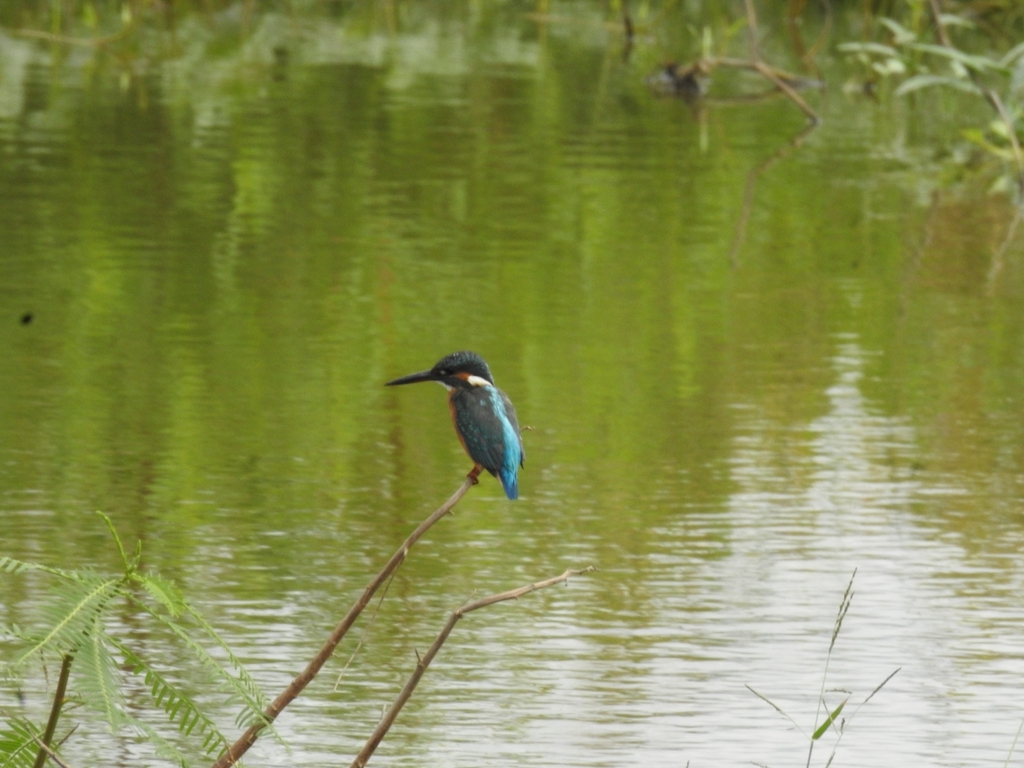 Common Kingfisher from 3VCG+6VH Candaba Bird Sanctuary, Candaba ...