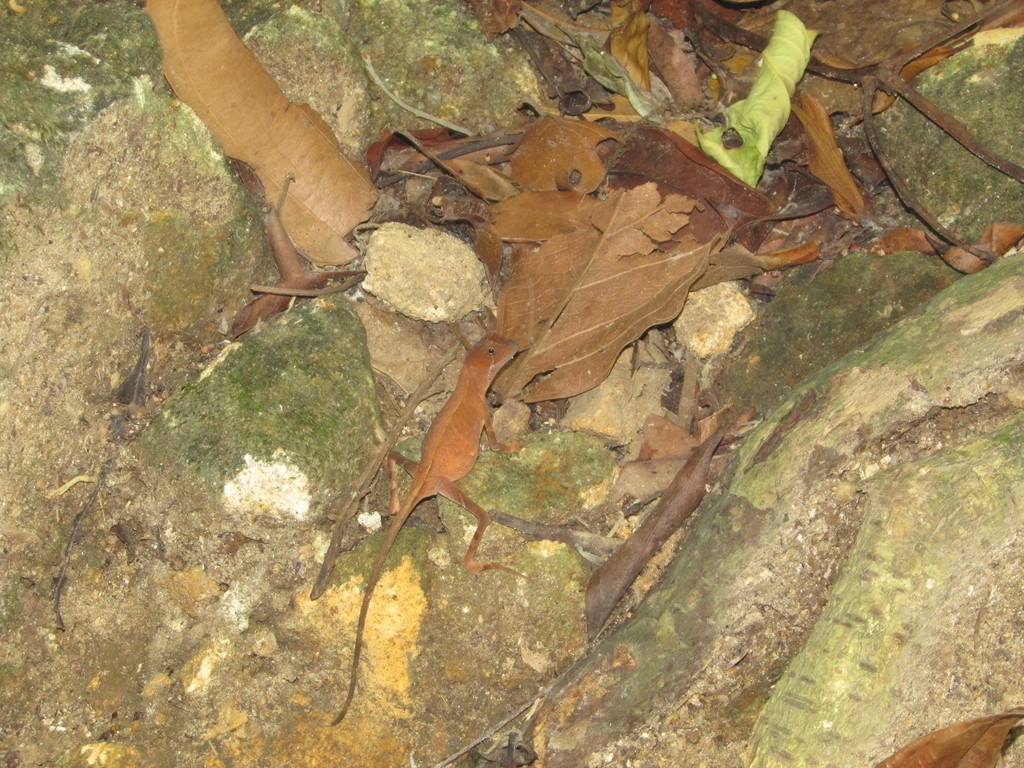 Indian Kangaroo Lizard in April 2016 by Al Badush · iNaturalist