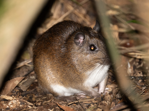 Cuvier's Spiny Rat (Mammals SW Colombia) · iNaturalist