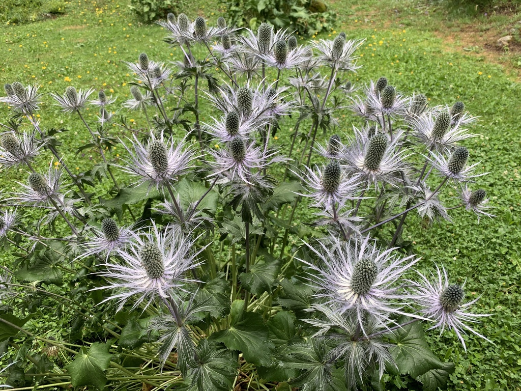 Queen-of-the-Alps (Eryngium alpinum) - Botanical Realm