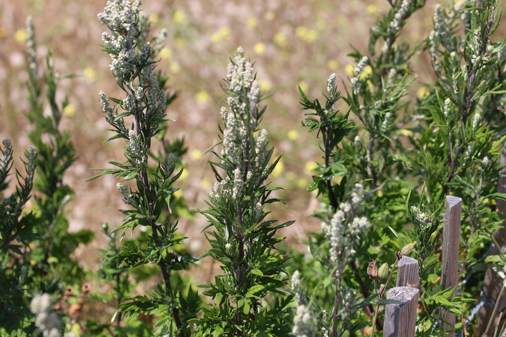 common mugwort (Artemisia vulgaris) - Botanical Realm