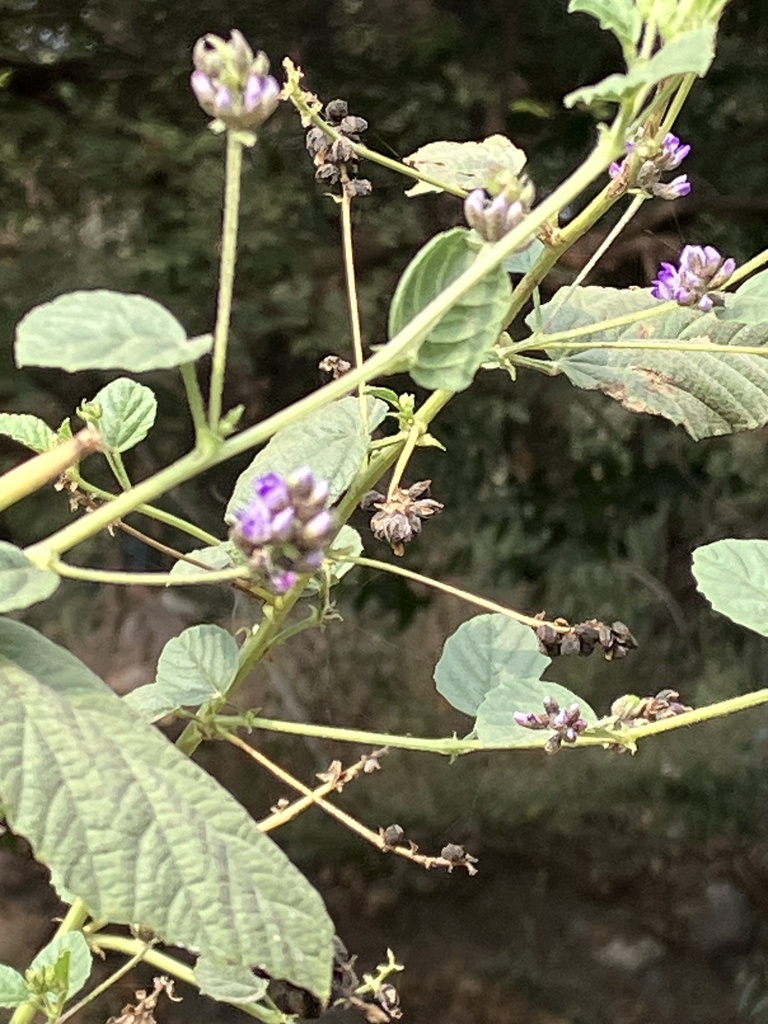Cullen corylifolium from Nivrutti Bahu Shinde Bridge, Pune, Maharashtra ...