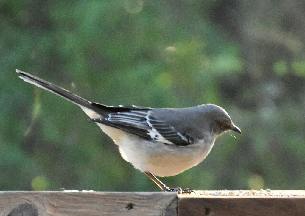 Northern Mockingbird from Mountain Park, GA, USA on January 12, 2025 at ...
