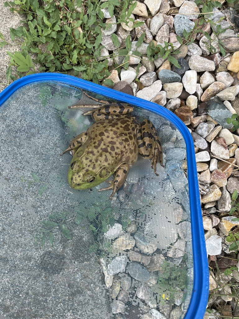 American Bullfrog from Crisp Ave, Scranton, PA, US on September 27 ...