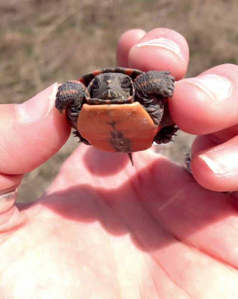 Painted Turtle from Niagara-on-the-Lake, Niagara-on-the-Lake, ON, CA on ...