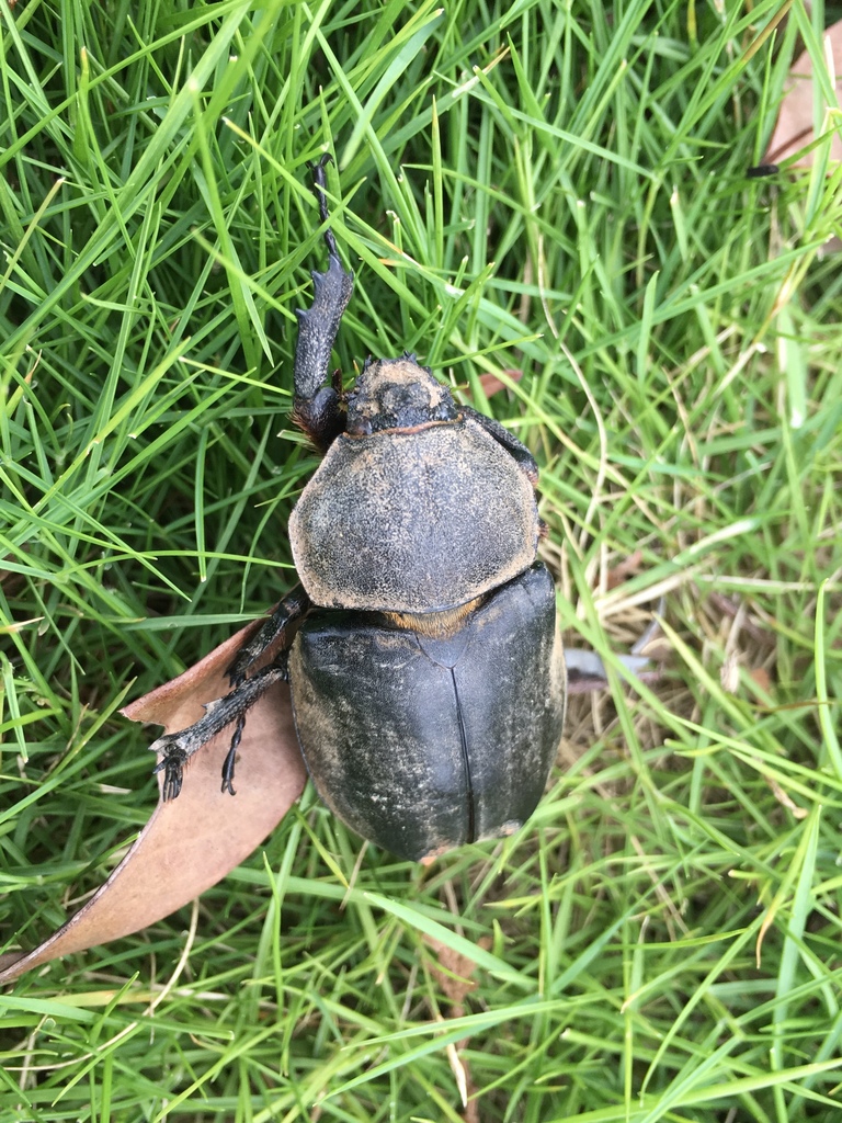 True Rhinoceros Beetles from 苗38, 銅鑼鄉, , TW on July 28, 2019 at 11:47 ...