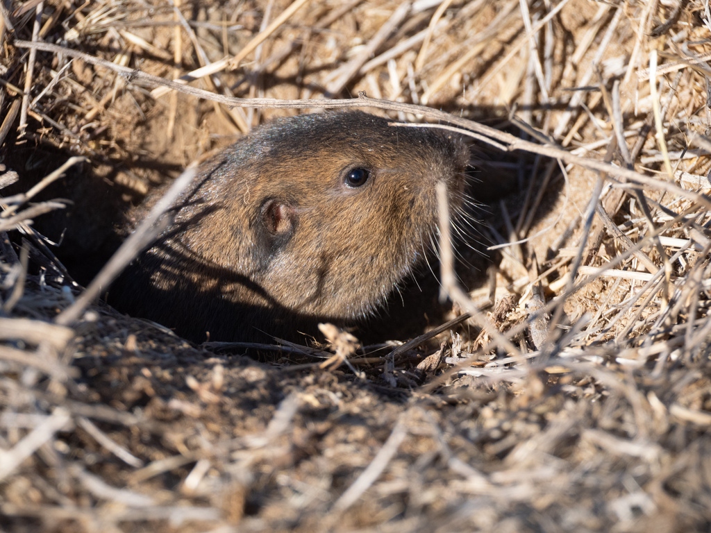 Botta's Pocket Gopher from Point Loma, San Diego, CA, USA on January 12 ...