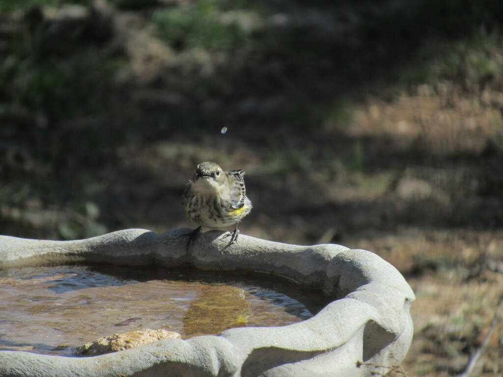 Yellow-rumped Warbler from Gillespie County, TX, USA on January 13 ...