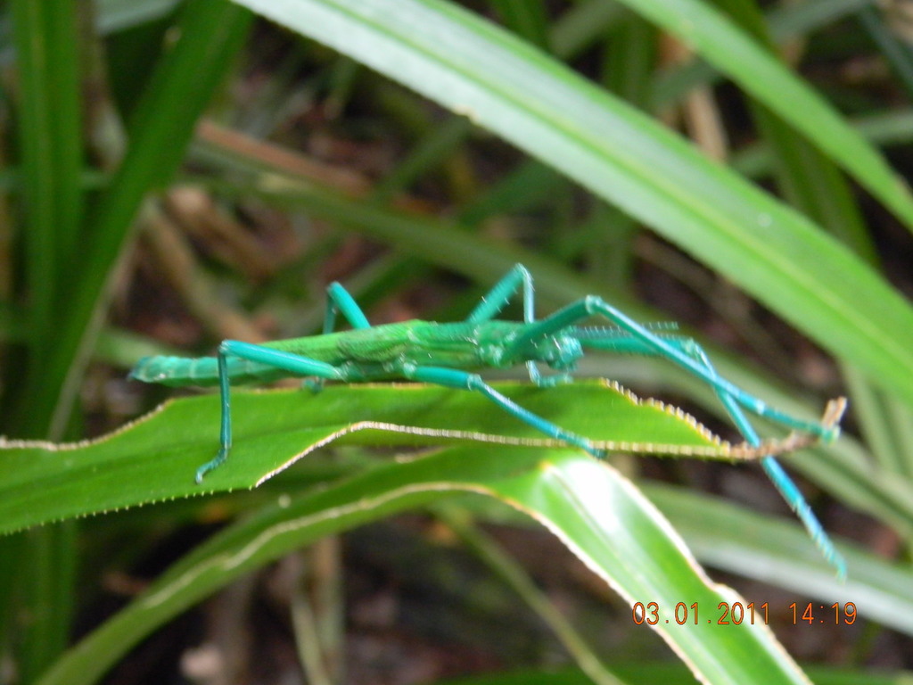 Peppermint Stick Insect from 78-96 Collins Ave, Edge Hill QLD 4870 ...