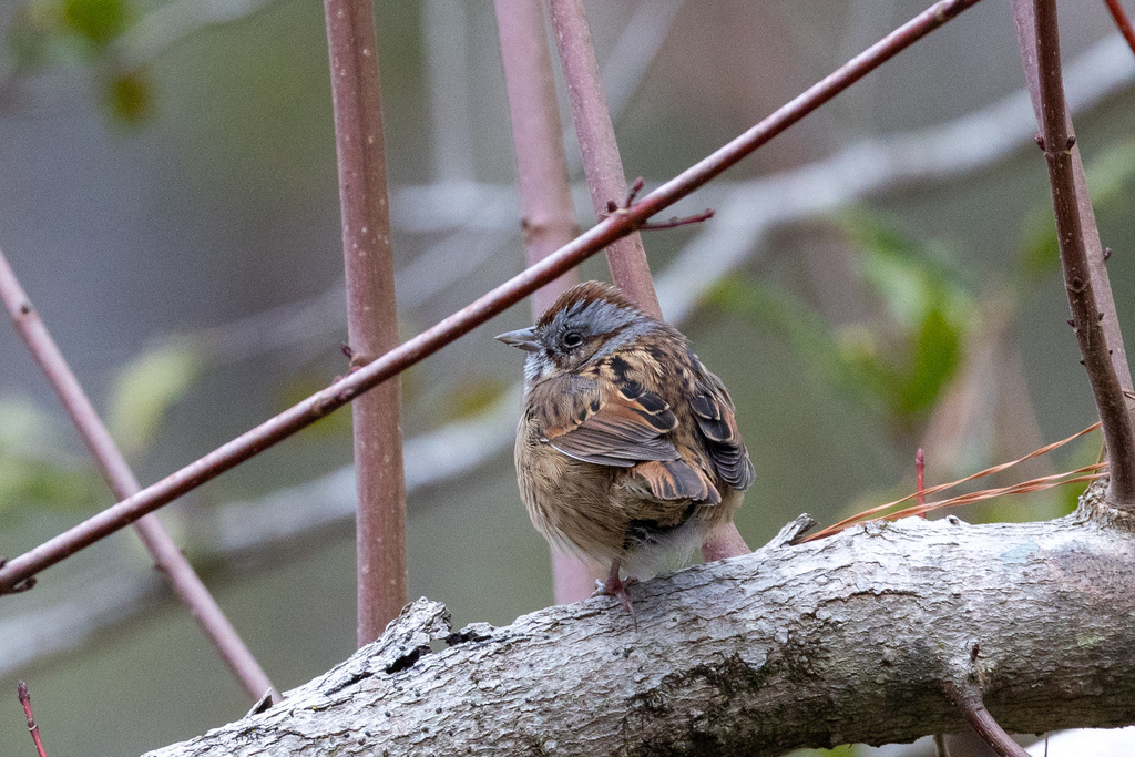 Swamp Sparrow from First Run Crossing, Bladen County, NC, USA on ...