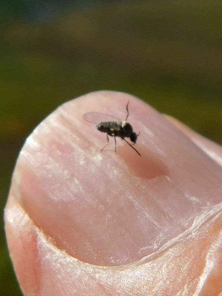 Micro Bee Flies from Platkloof Trail Greyton, 7233, South Africa on ...
