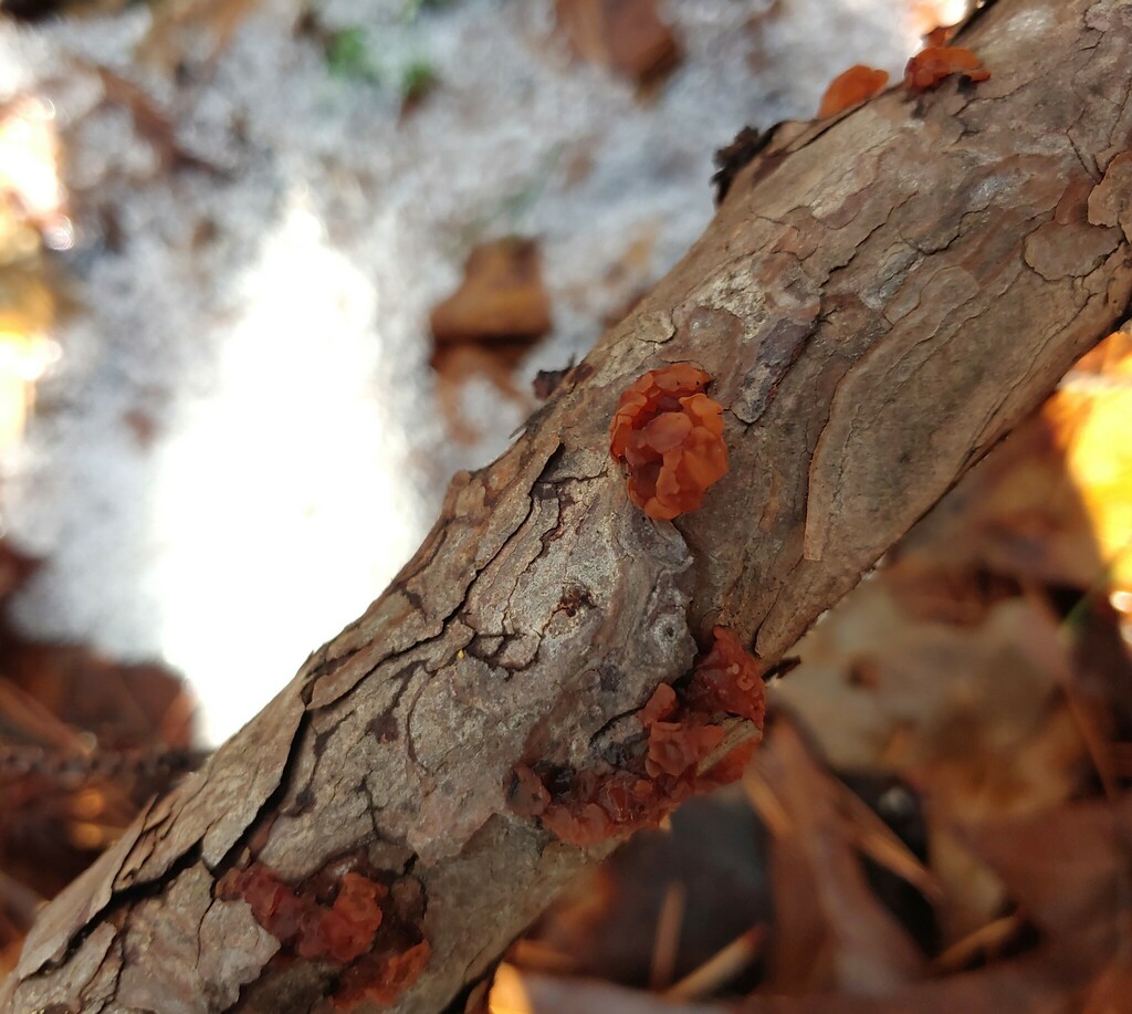 Conifer Brain from Mountain Park, GA, USA on January 13, 2025 at 01:10 ...