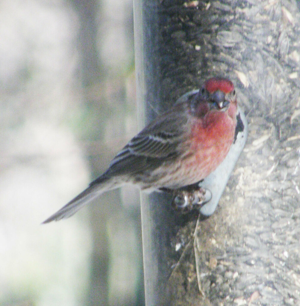 House Finch from Walton County, GA, USA on January 12, 2025 by Joan ...