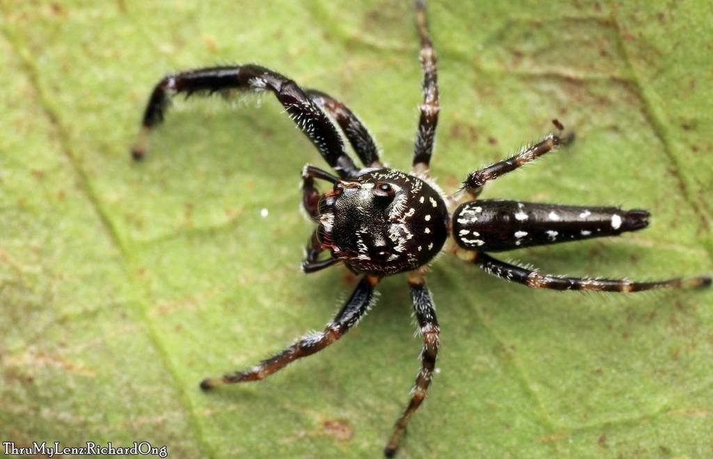 Bavia sexpunctata (Spiders of Borneo) · iNaturalist