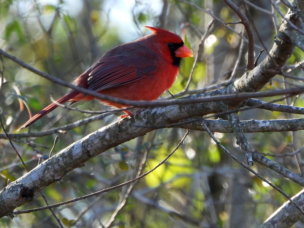 Northern Cardinal from Eldridge / West Oaks, Houston, TX, USA on ...