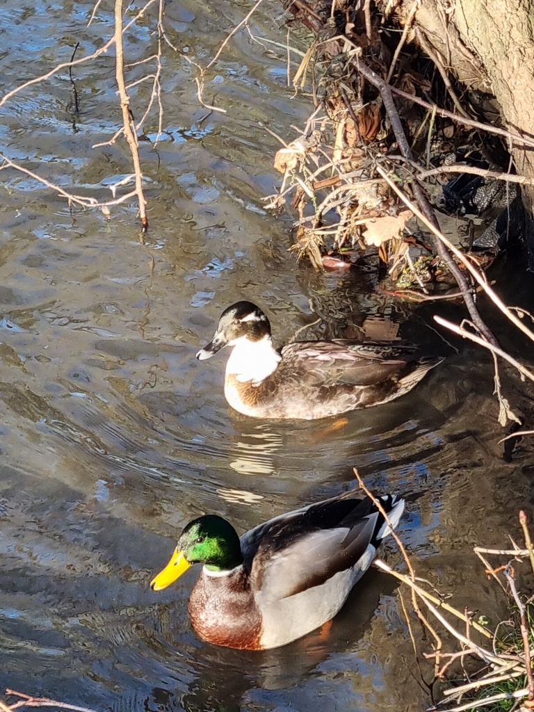 Mallard from Essex on January 12, 2025 at 01:16 PM by sammie_666 ...