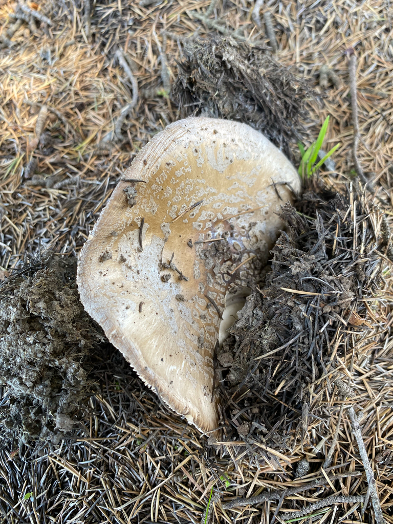 Fly Agaric from Gerald St, Lincoln, Canterbury, NZ on January 14, 2025 ...