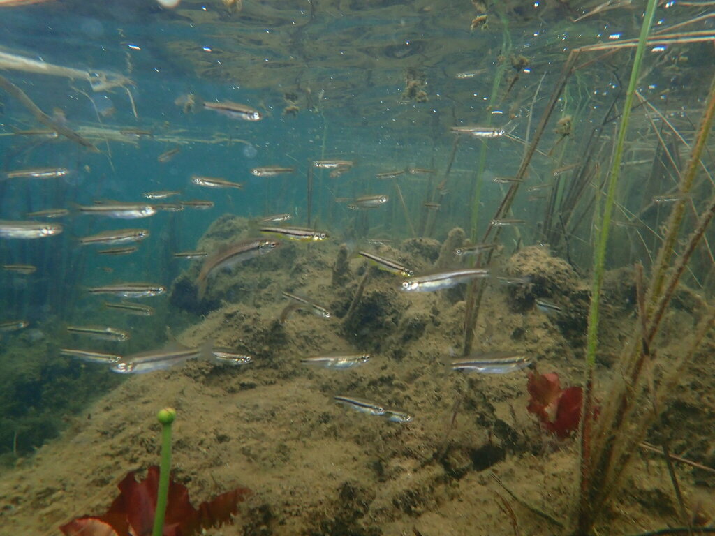 Northern Redbelly Dace from Clearwater County, AB, Canada on June 5 ...