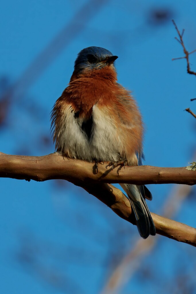 Eastern Bluebird from Highlands/Perkins, Baton Rouge, LA, USA on ...
