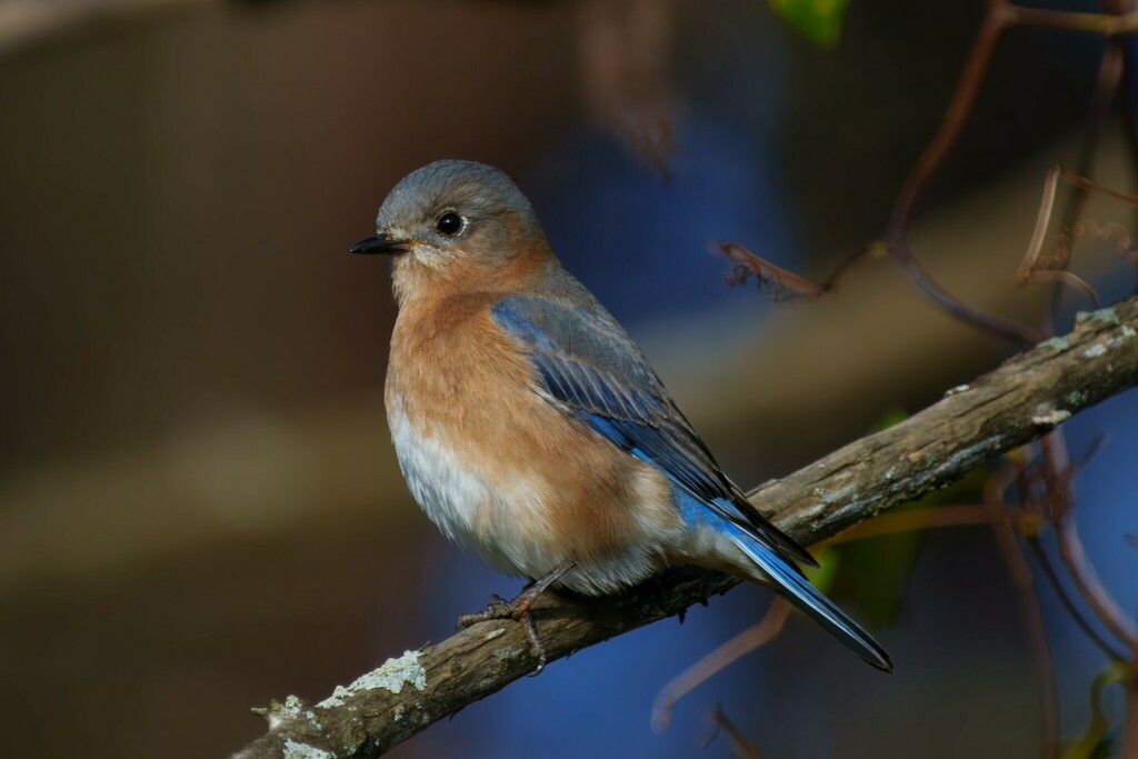 Eastern Bluebird from Highlands/Perkins, Baton Rouge, LA, USA on ...
