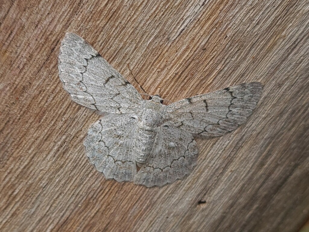 White Looper Moth from Talegalla Weir QLD 4650, Australia on January 14 ...