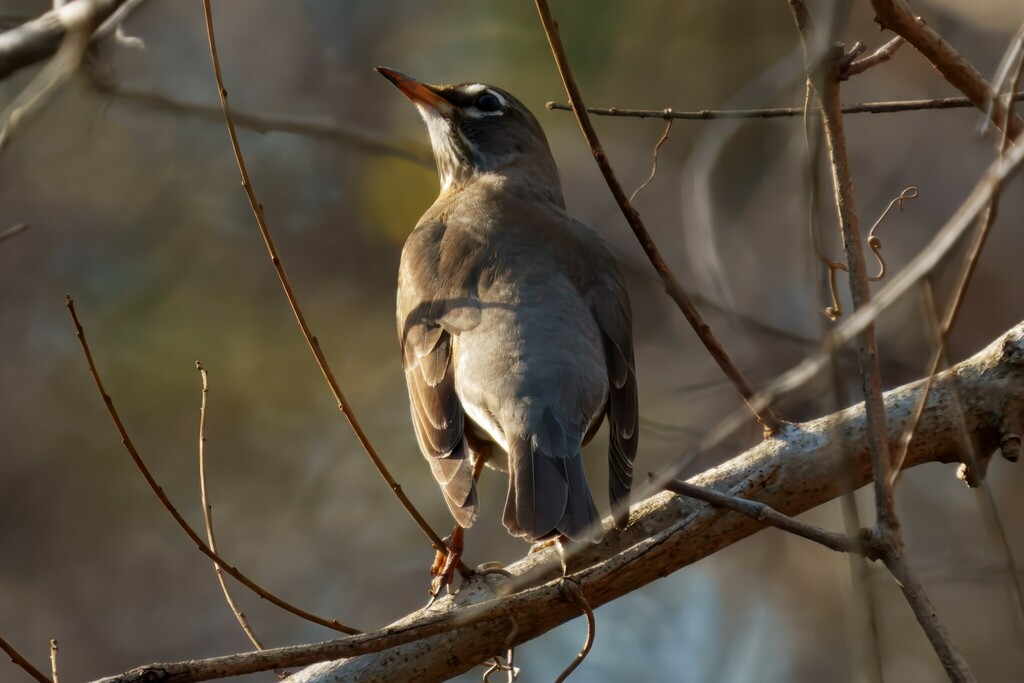 American Robin from Highlands/Perkins, Baton Rouge, LA, USA on January ...