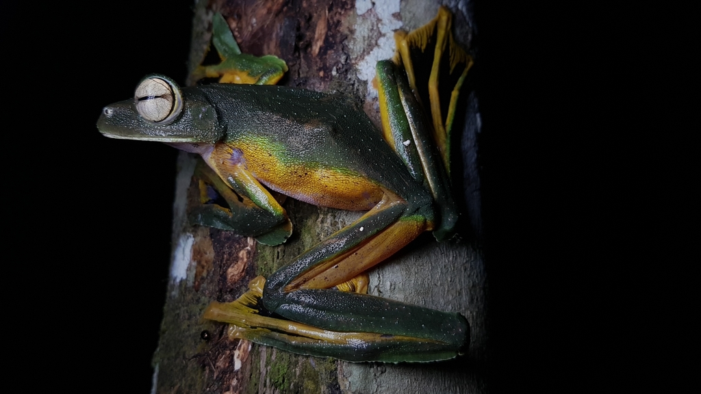 Wallace's Flying Frog in July 2019 by Amaël Borzée · iNaturalist