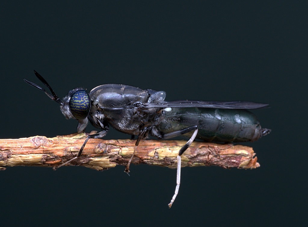 Soldier Flies from Ruawai, New Zealand on December 29, 2024 at 09:17 PM ...
