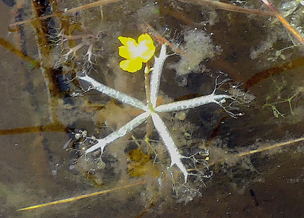 Small Swollen Bladderwort from Hernando County, FL, USA on February 24 ...
