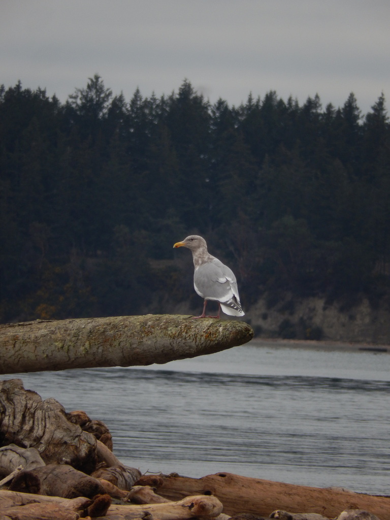 Large White-headed Gulls from Capital Regional District, BC, Canada on ...